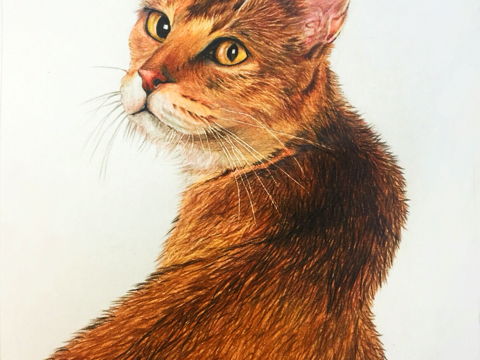 喵星人_清酒煮余生-站酷ZCOOL