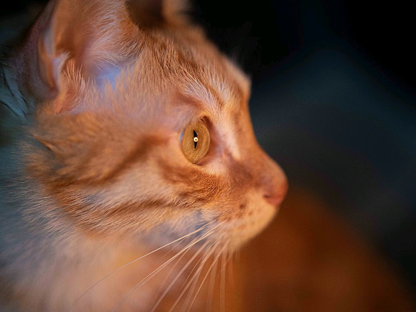 小猫咪芒果拌辣椒 站酷zcool