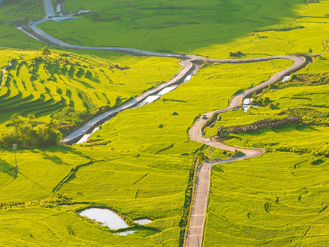 那些被稻田治愈的瞬间🌾_无所谓对错-站酷ZCOOL