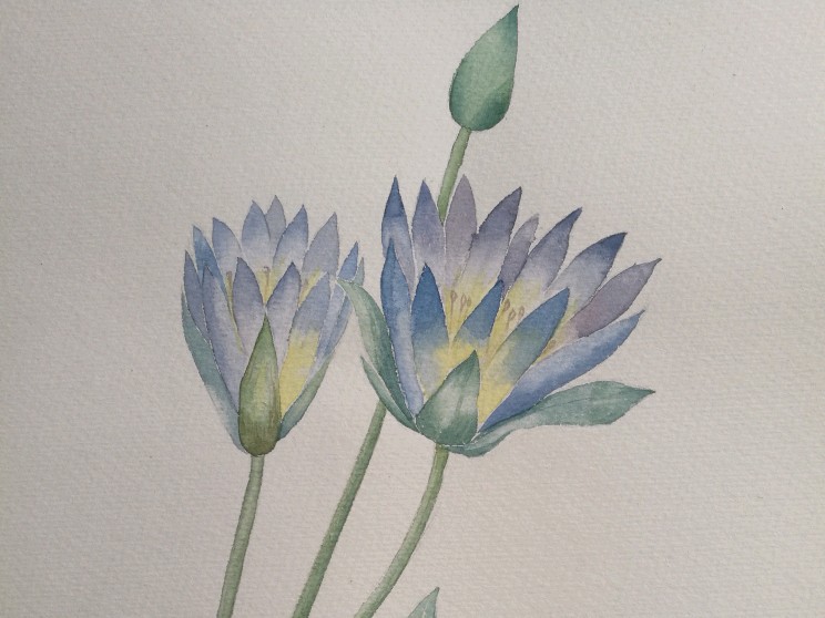 睡莲_niuniutang1705-站酷ZCOOL