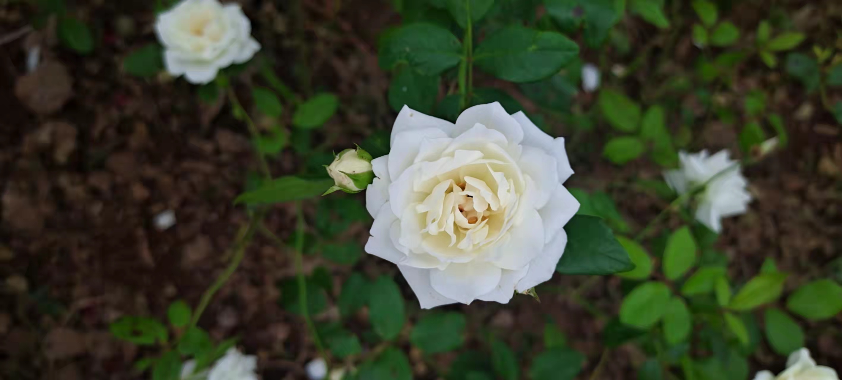 花朵_生活枯燥无味-站酷ZCOOL