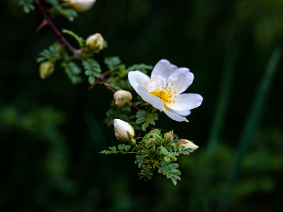 银露梅_烮空-站酷ZCOOL