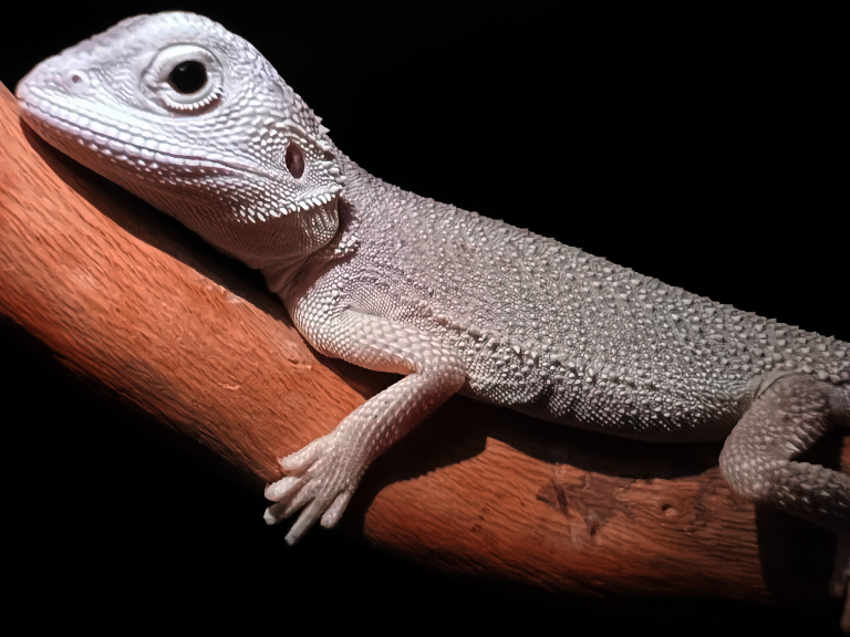 #WOW蜥蜴_鸡蛋大哥-站酷ZCOOL