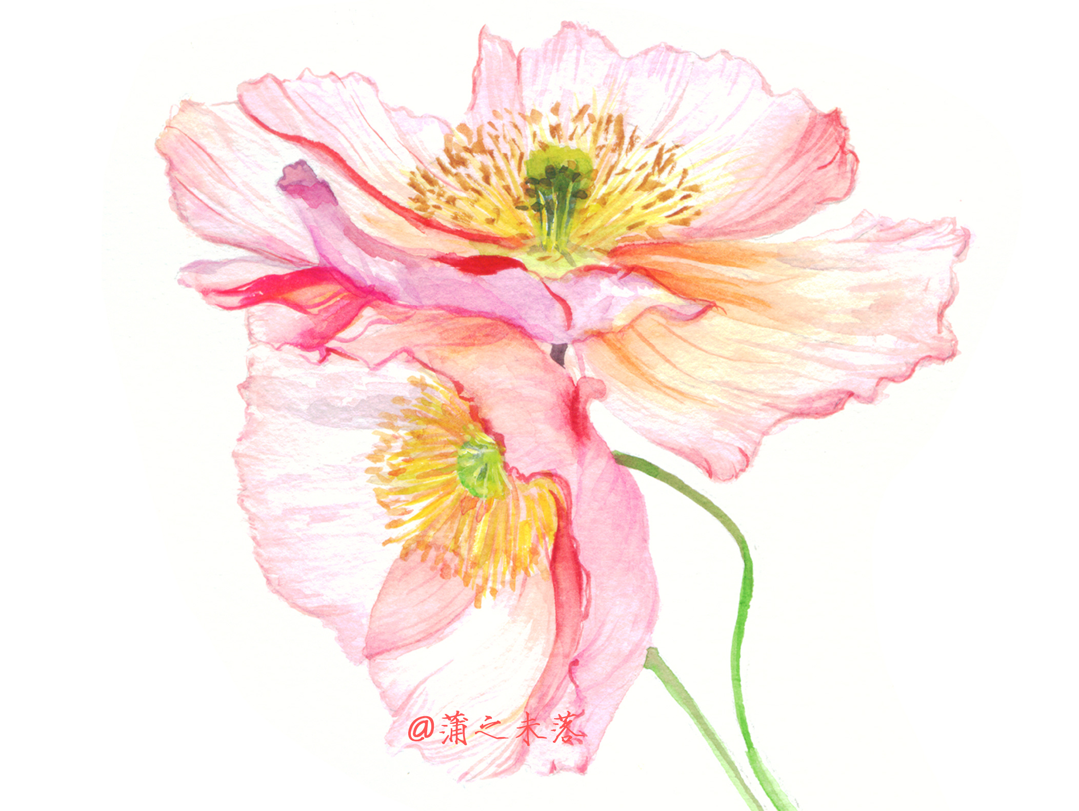 水彩手绘--花卉_蒲之未落-站酷ZCOOL