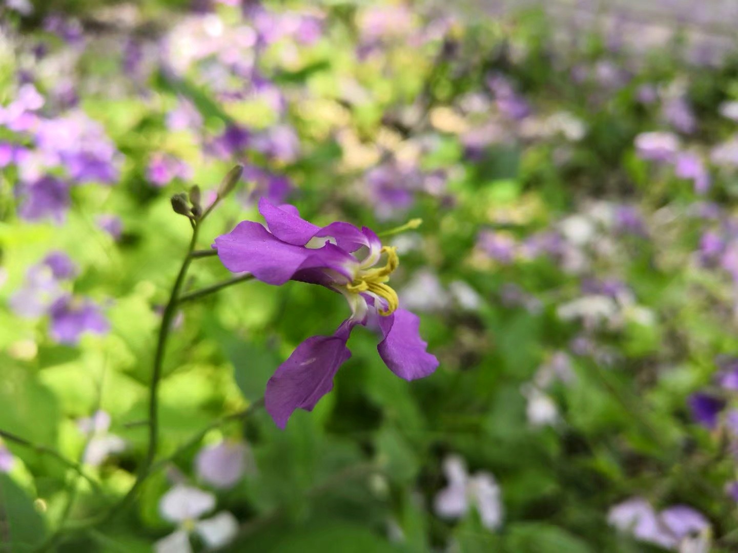 野花_Z57976643-站酷ZCOOL