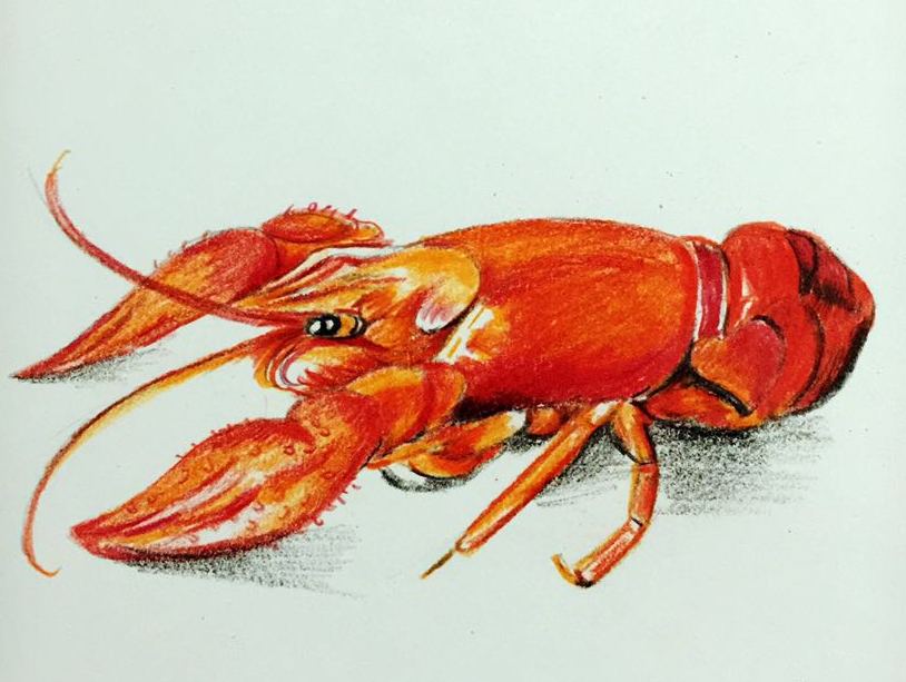 手绘小龙虾 彩铅 _富贵0818-站酷ZCOOL
