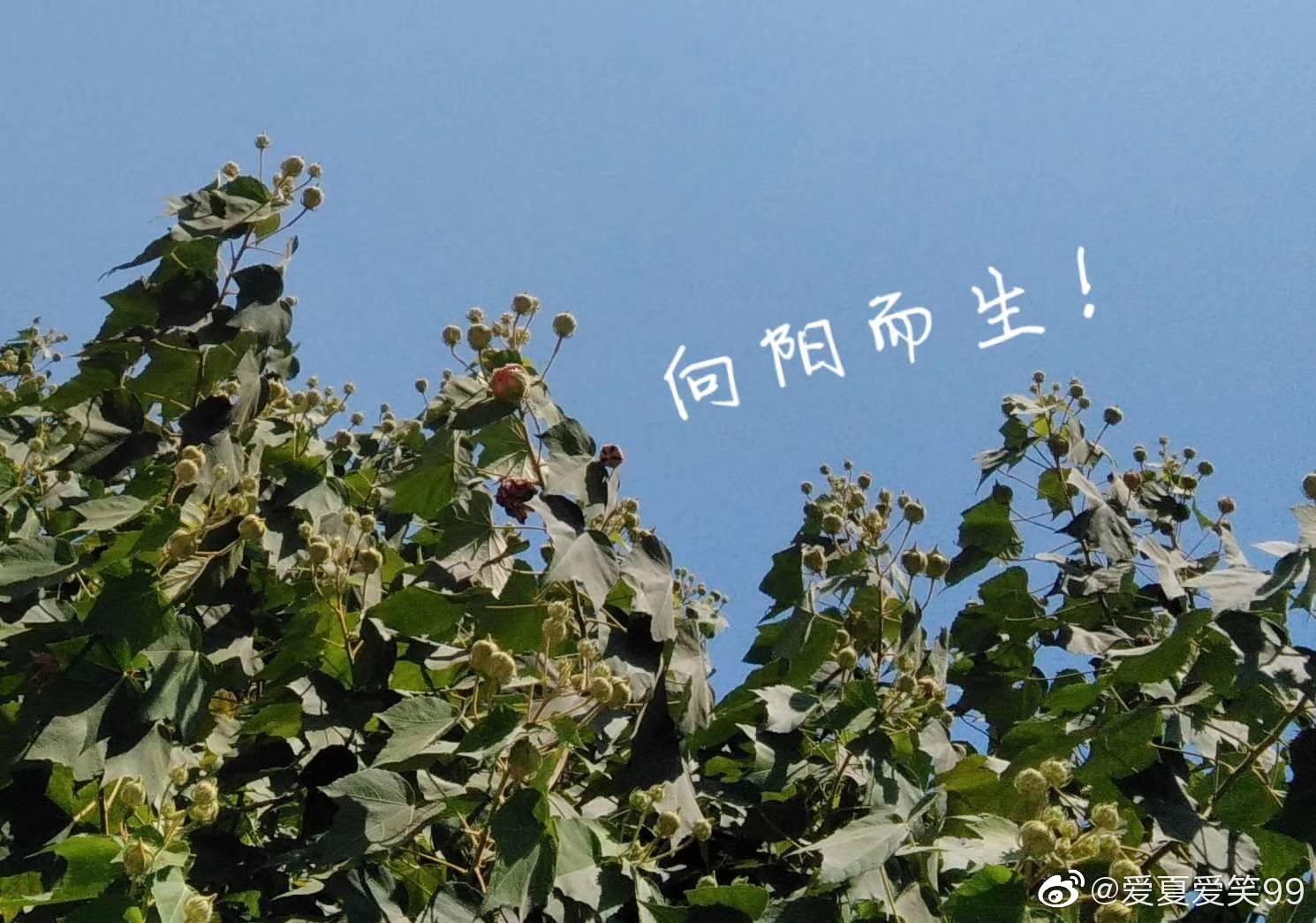 关于夏天，向阳而生_爱笑Redamancy-站酷ZCOOL