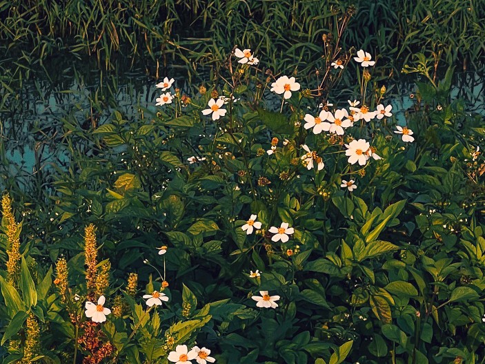 春日黄昏_一LOSTAR一-站酷ZCOOL