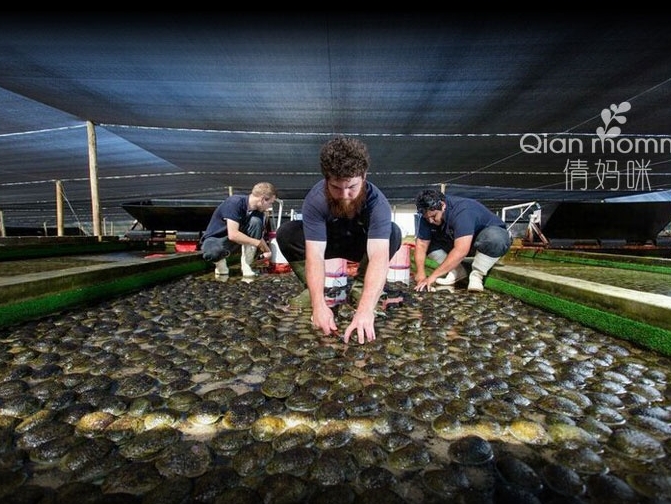 淘宝天猫首页详情页设计 鲍鱼海鲜海产干货食品详情页设计 广告 海报_yefanglei163-站酷ZCOOL