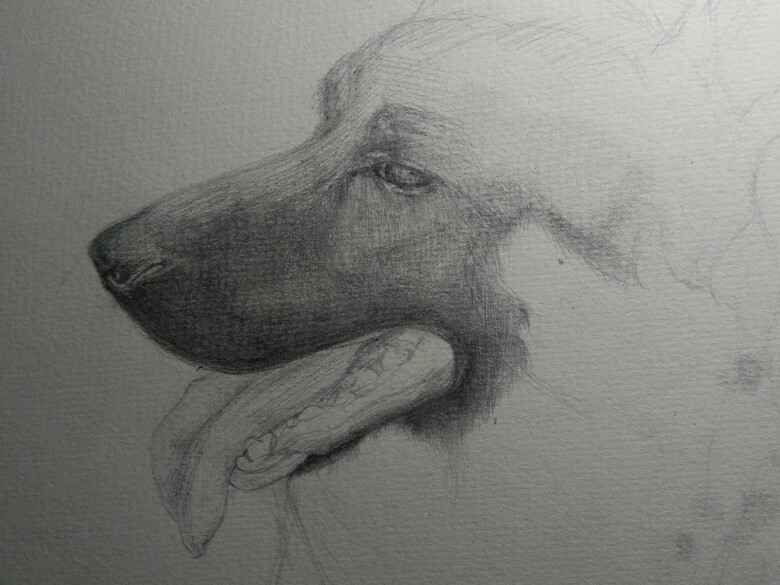 德牧写实（伪）_腿肉一蹶不起-站酷ZCOOL