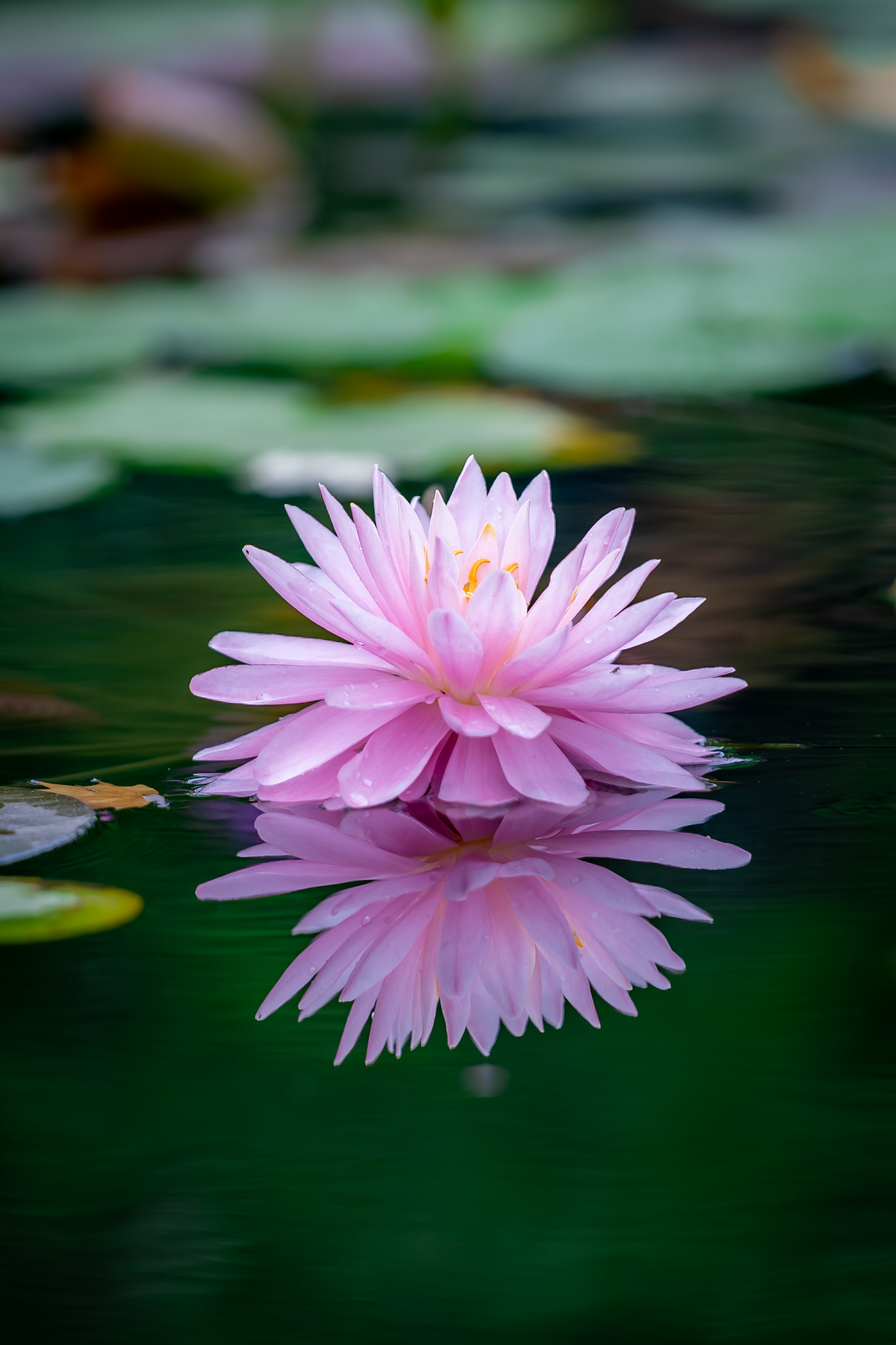 睡莲_诗说江南-站酷ZCOOL