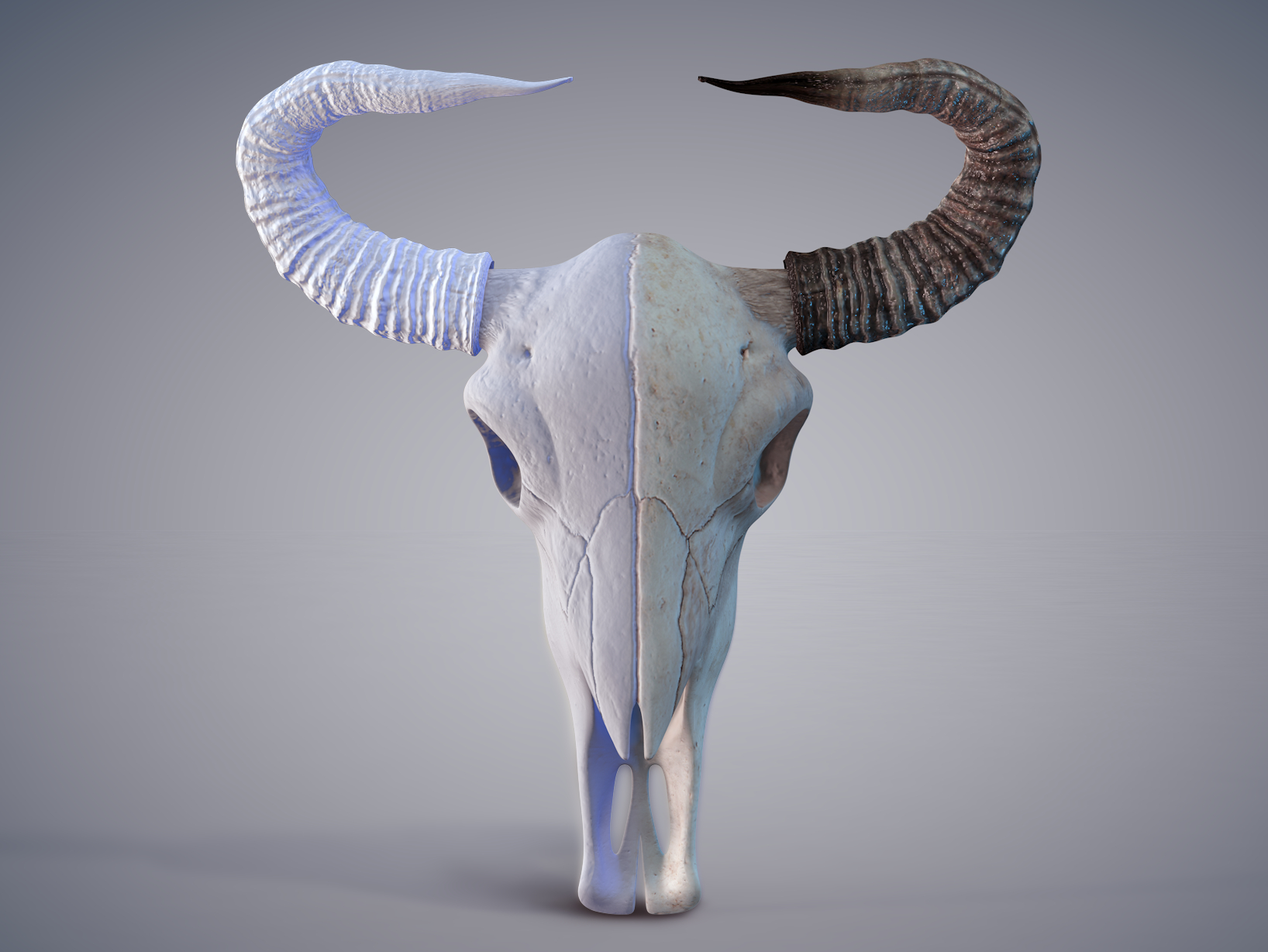 c4d-羊头骨练习_DIPPER迪普-站酷ZCOOL