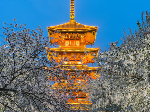 樱园夜色_ervine87-站酷ZCOOL