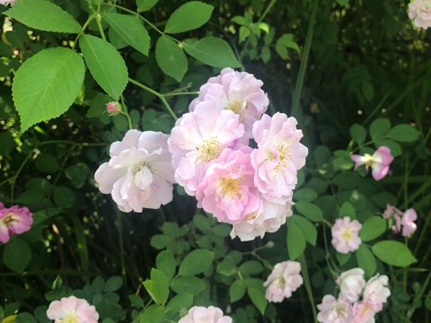 开在山野烂漫时_阿尔曼Aerman-站酷ZCOOL