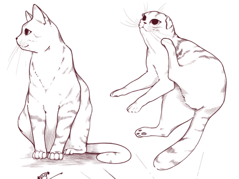 摸猫_寿猫FLOVEL-站酷ZCOOL