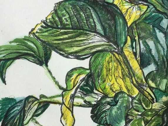 《只有绿萝》_zhl1988-站酷ZCOOL