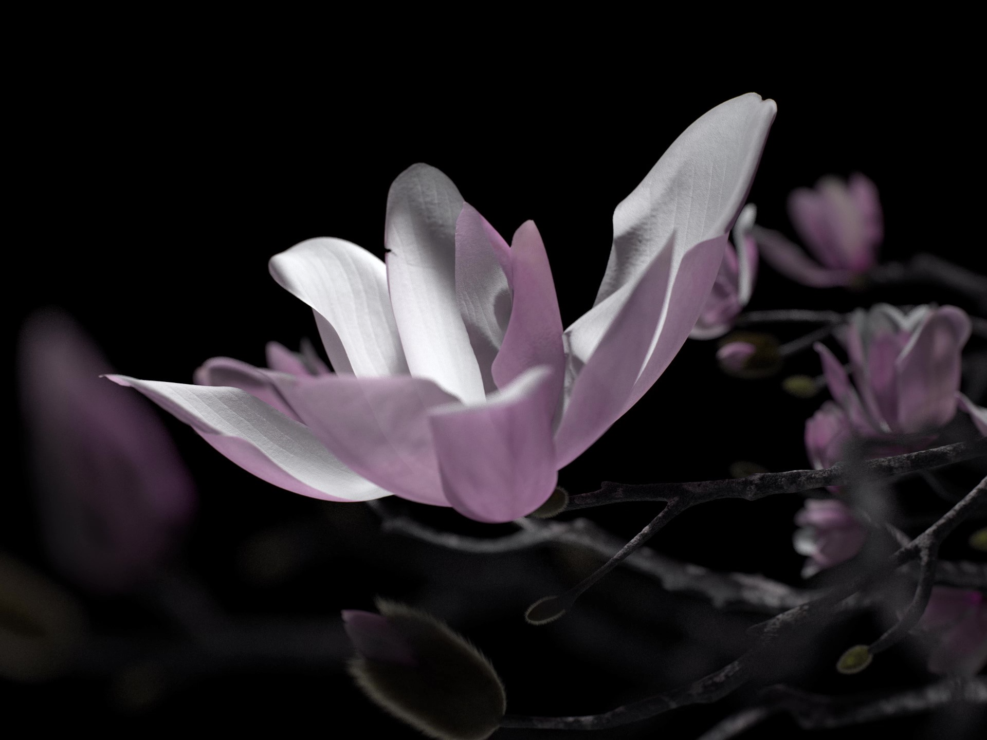 C4D-Magnolia_LIFE来福-站酷ZCOOL