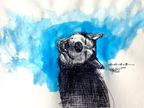 【哈～哈～哈士奇】_addysoho-站酷ZCOOL