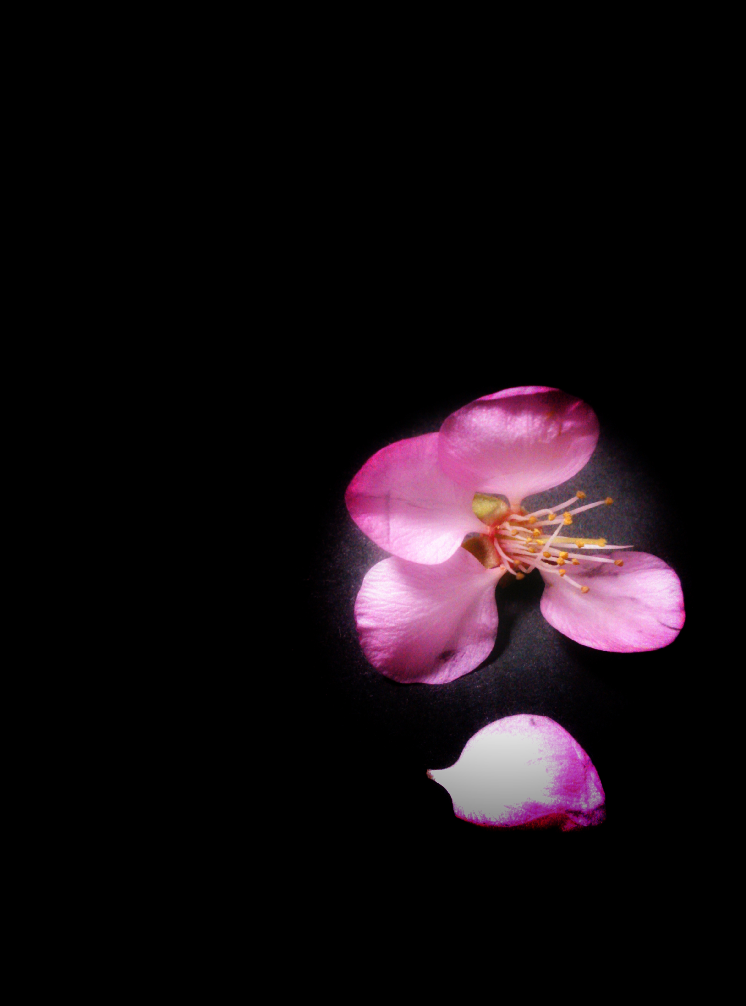 落花_空白321-站酷ZCOOL