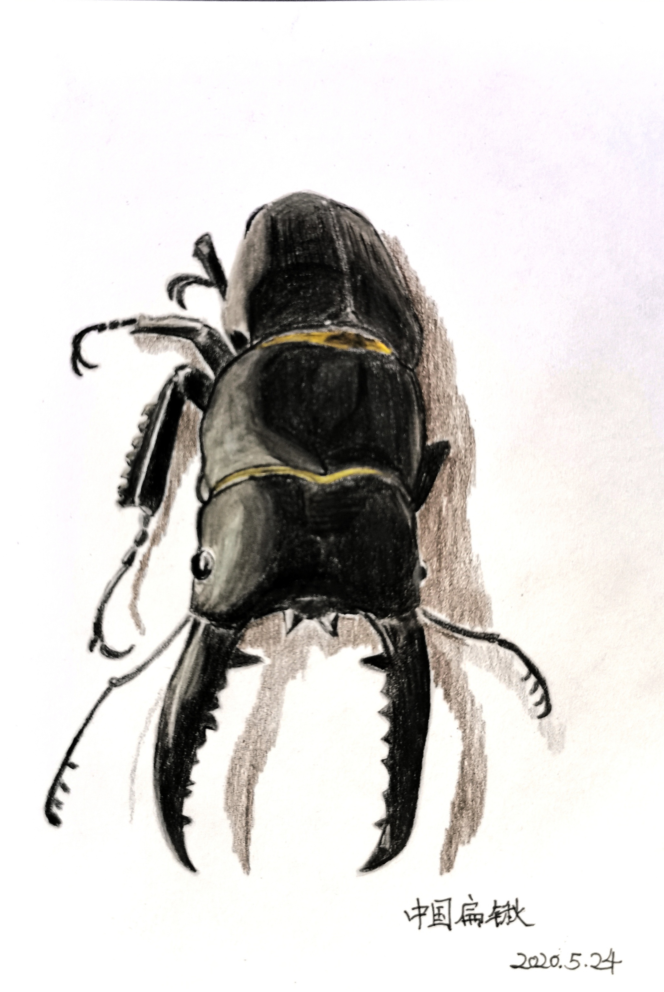 彩铅画_莱恩哈特926-站酷ZCOOL