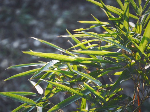 心安之处是吾家_飞薯环海Zying-站酷ZCOOL