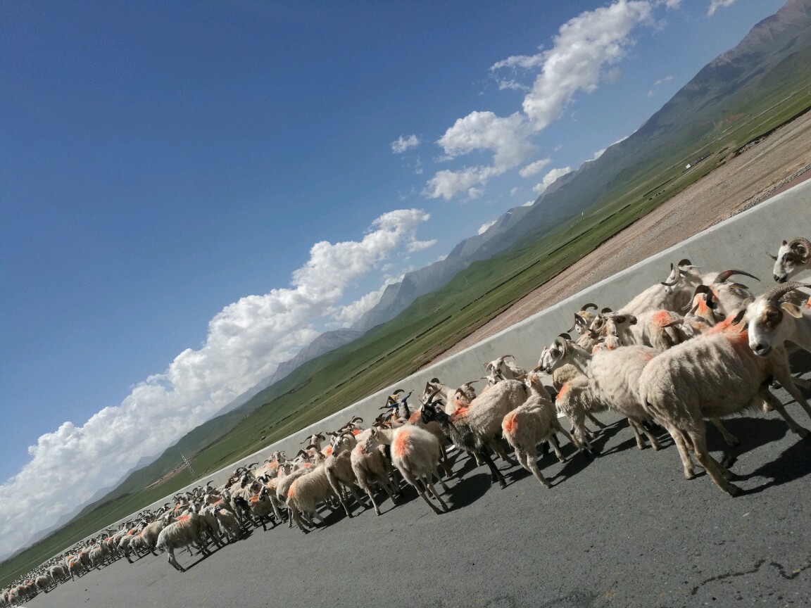 青海之旅【手机摄影照片】_小汤圆Na-站酷ZCOOL