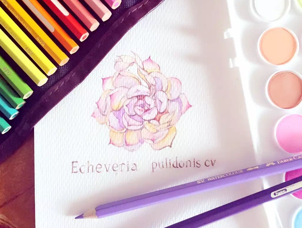 原创手绘一款多肉图标_vivi_tan-站酷ZCOOL