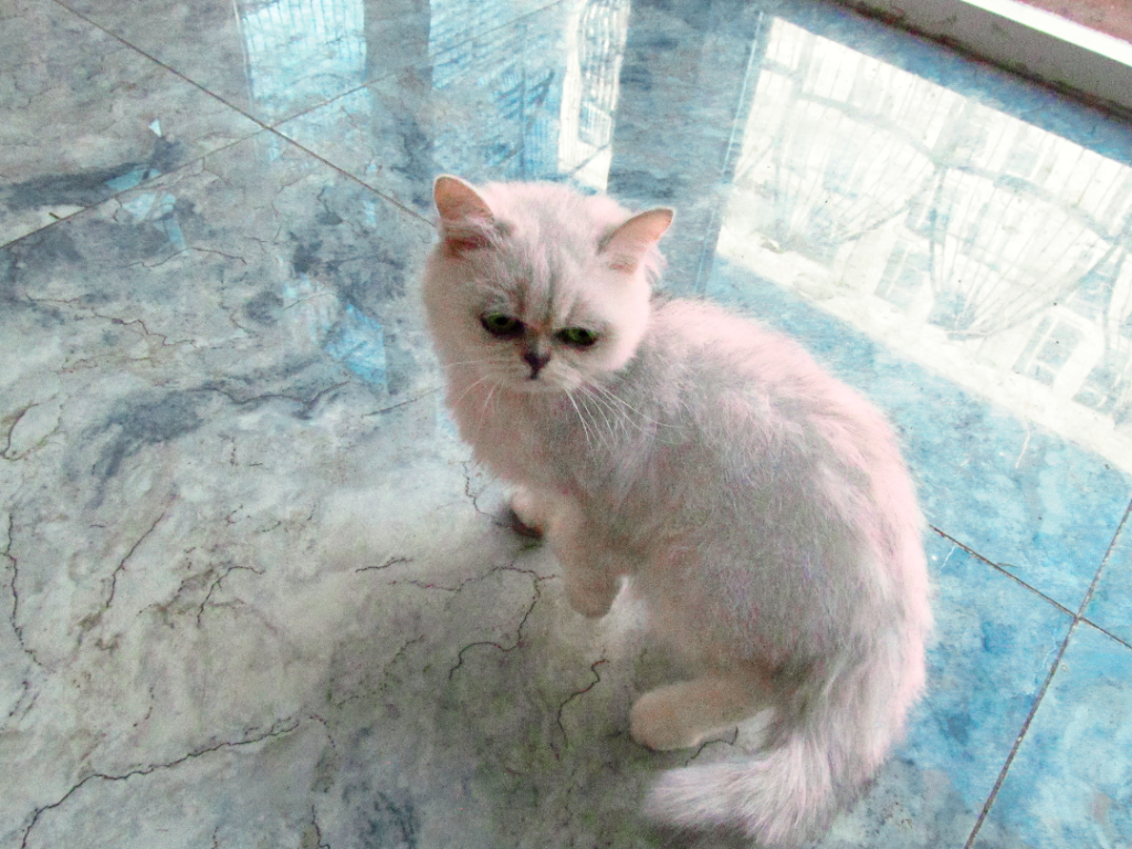 转身的小猫_leonayunshu-站酷ZCOOL