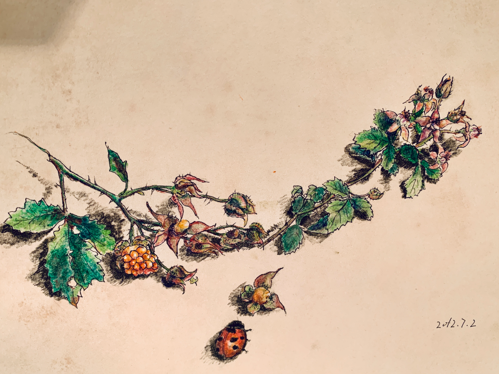 彩铅植物写生_秋天蕗-站酷ZCOOL