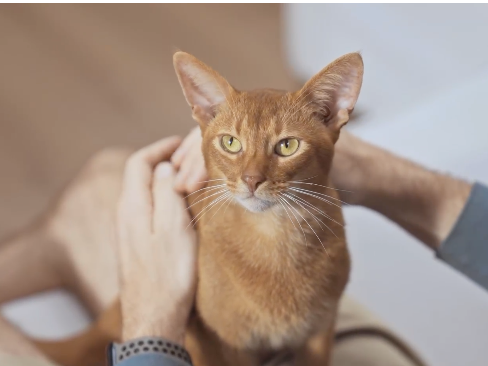 宠物饮水器&净化器_MY_STUDIO-站酷ZCOOL