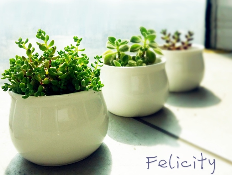 晒太阳的小多肉_Felicity_Fang-站酷ZCOOL