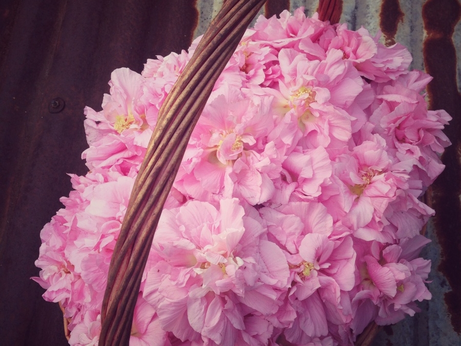 芙蓉_Modest_謙-站酷ZCOOL