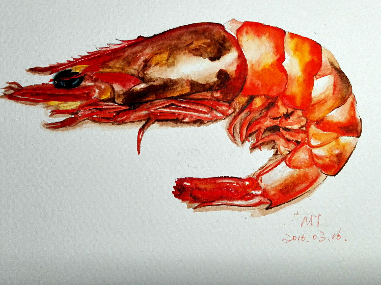 虾_MT_DAISY-站酷ZCOOL