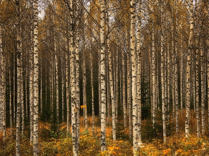 Level 63-宁静_画画中的小菌S4-站酷ZCOOL