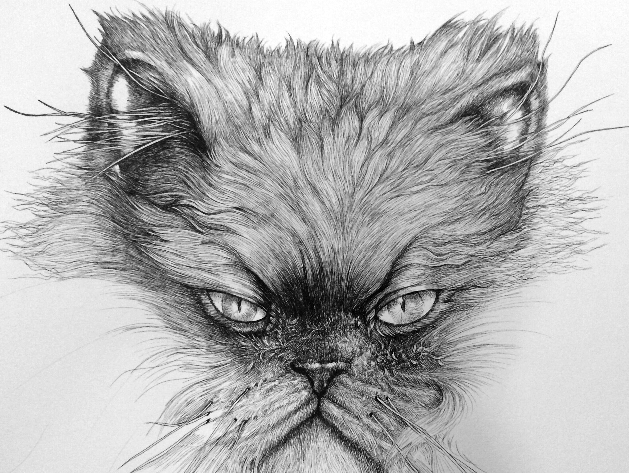 大缅因(鳌拜猫）_ohwa俊桦-站酷ZCOOL