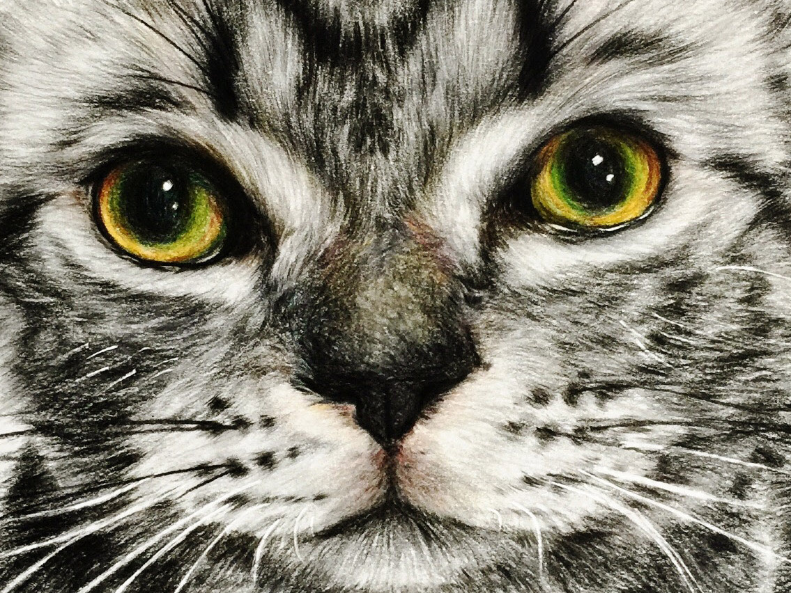 《董布点》D_HY（彩铅画）_Draw_HY-站酷ZCOOL