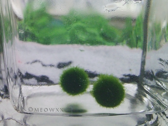两只萌萌的海藻球Marimo_喵了个叉-站酷ZCOOL