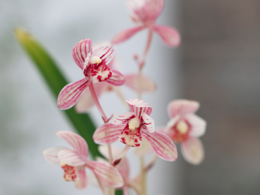 建兰 | 东方红荷_Hua木兰小哥-站酷ZCOOL