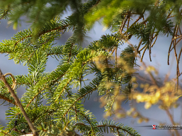 早春 -（易园）_Zy_SUNNYCODE-站酷ZCOOL