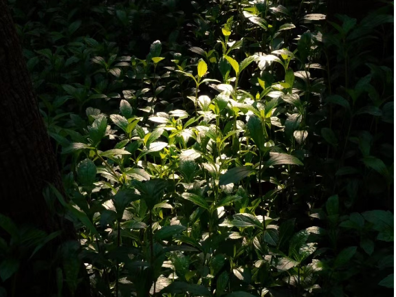 林间光影|新会葵林湿地_setwal-站酷ZCOOL