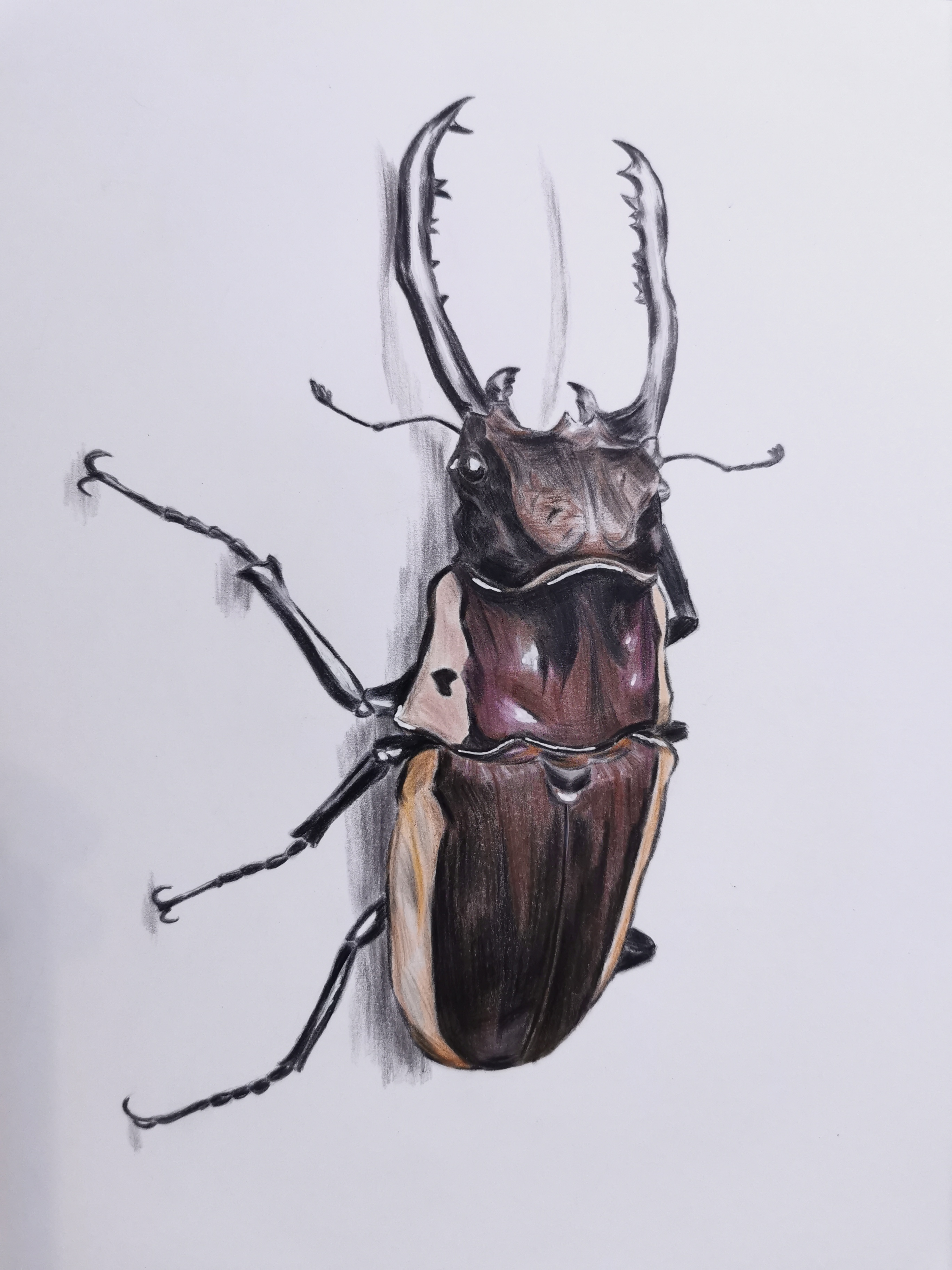 彩铅习作_莱恩哈特926-站酷ZCOOL