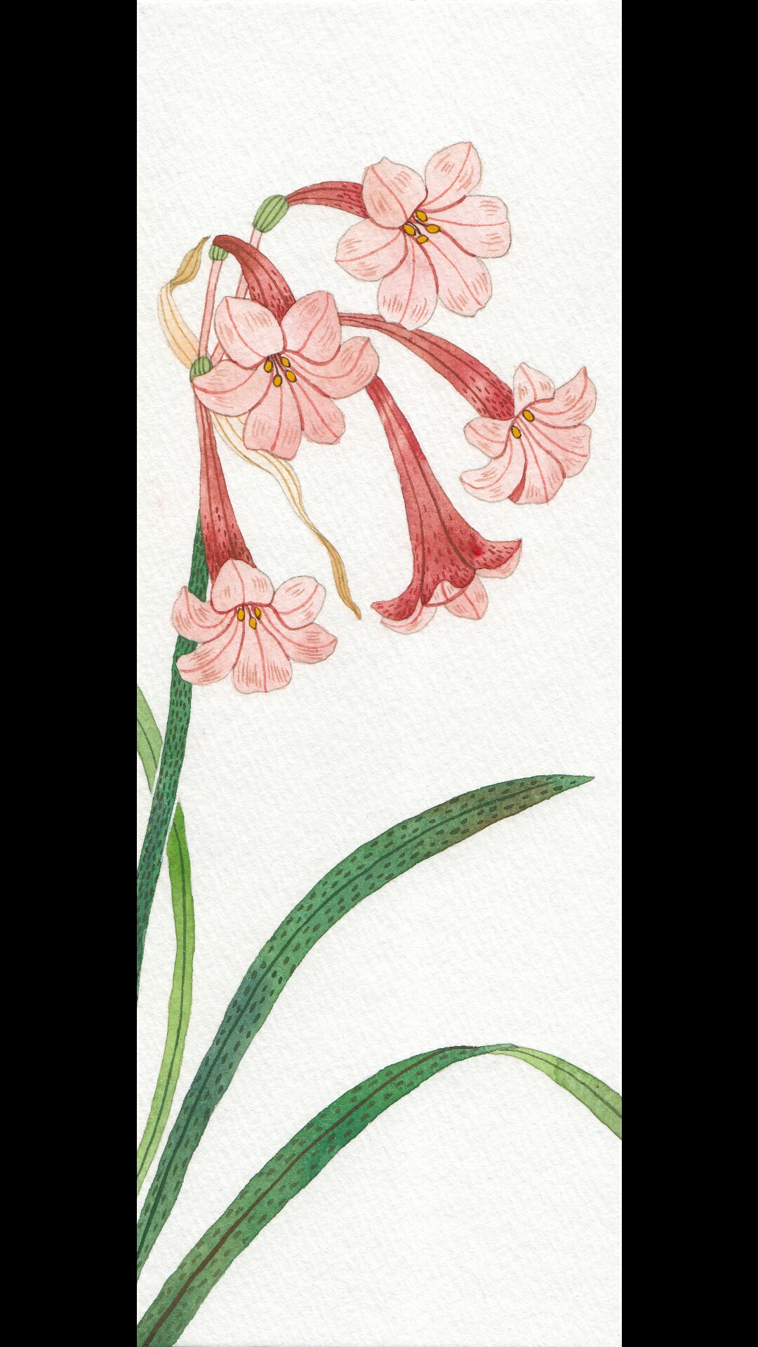 植物_颜无wu-站酷ZCOOL