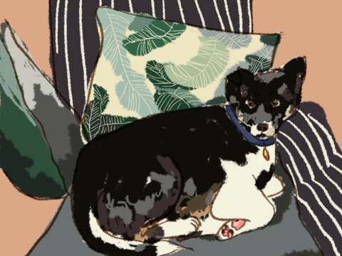 豆豆是个小黑脸_RENEE料峭-站酷ZCOOL