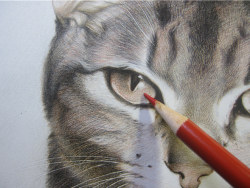 纸上彩铅--《猫爸与猫仔》纸张测试 随录_超超的青葱-站酷ZCOOL