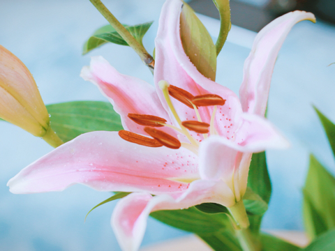 羞答答的百合静静的开_stacey爱生活-站酷ZCOOL