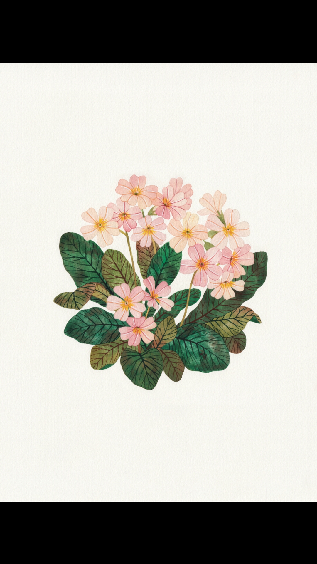 植物_颜无wu-站酷ZCOOL