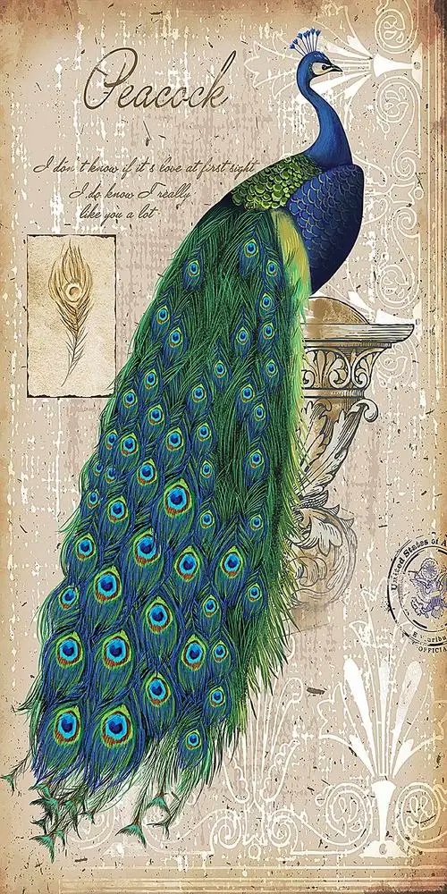 The peacock princess artist_游侠学士-站酷ZCOOL