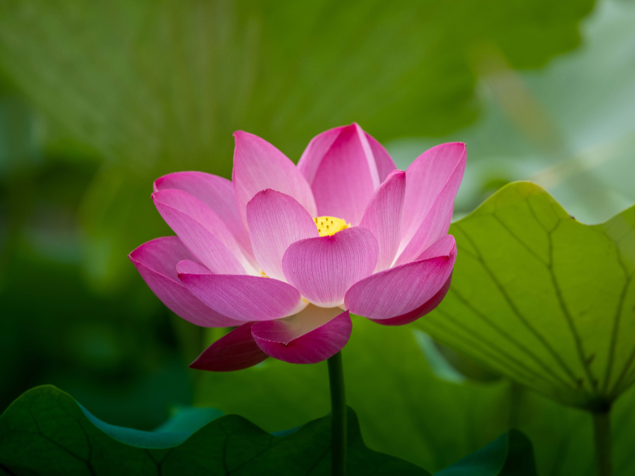 盛开的的校园荷花_心中的向往-站酷ZCOOL