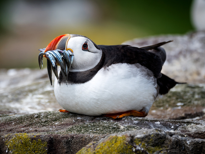 Puffin,Puffin!_安一然Roger-站酷ZCOOL