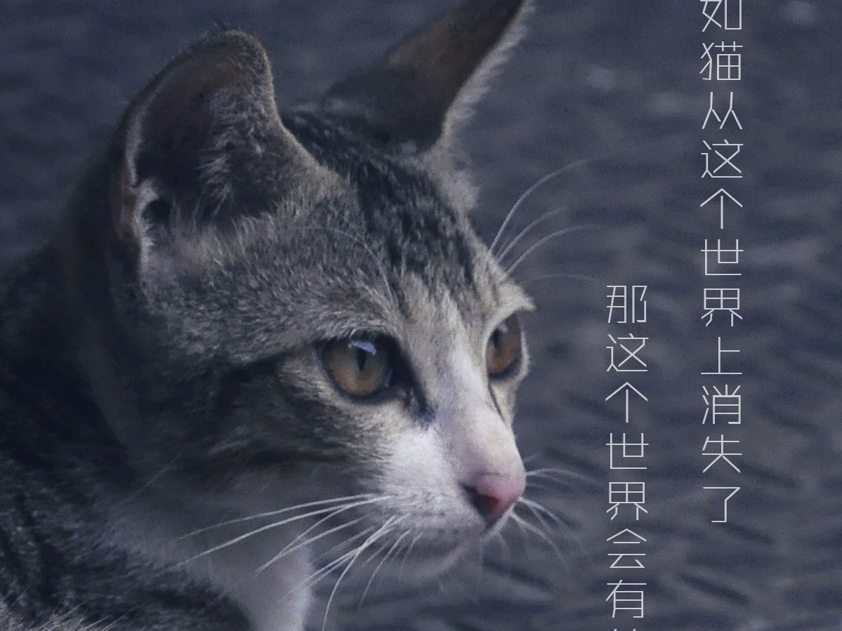 假如猫从这个世界上消失了youkai 站酷zcool